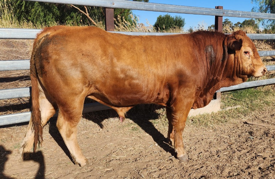 Lot 19 - 1 Stud Bull | AuctionsPlus