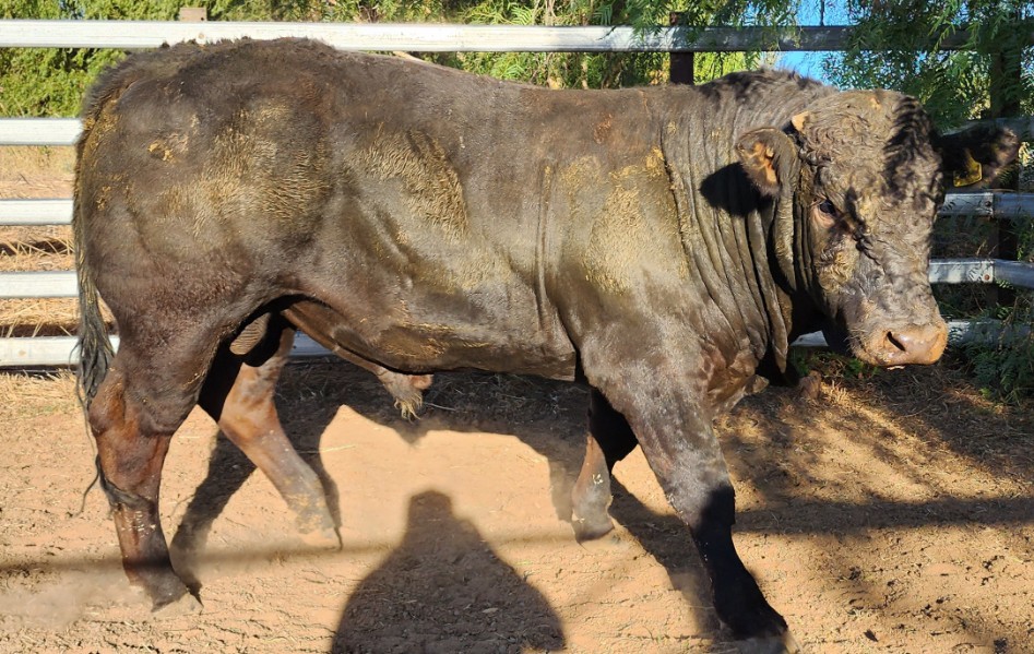 Lot 20 - 1 Stud Bull | AuctionsPlus