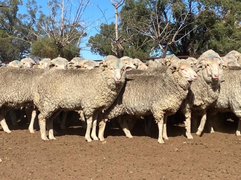 Lot 125 - 200 Ewes | AuctionsPlus