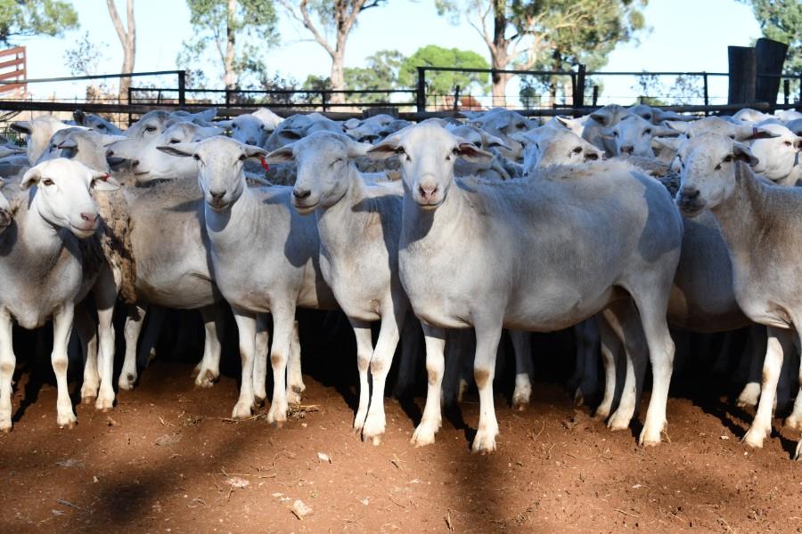 Lot 130 - 200 Station Mated Ewes | AuctionsPlus