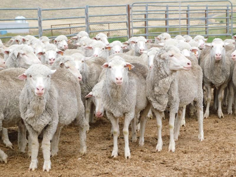 Lot 540 - 130 Station Mated Ewes | AuctionsPlus