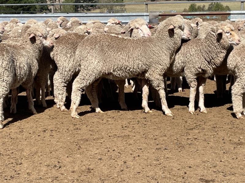 Lot 476 - 438 Store Wether Lambs | AuctionsPlus