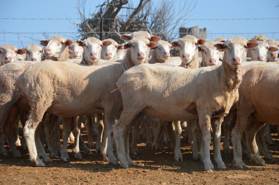 Lot 552 - 460 Station Mated Ewes | AuctionsPlus