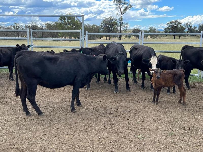 Lot 375 - 12 Cows & 12 Calves | AuctionsPlus