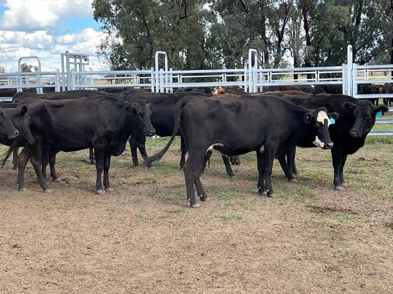Lot 376 - 44 Station Mated Cows | AuctionsPlus