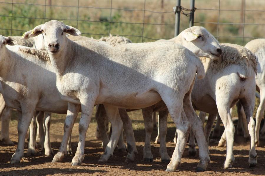 Lot 535 - 40 Scanned Empty Ewes | AuctionsPlus