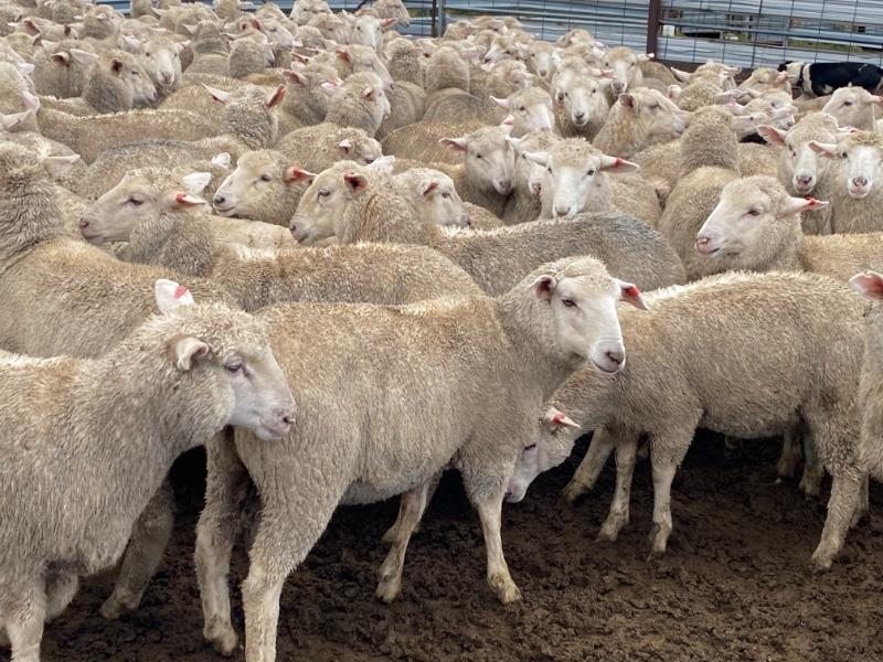 Lot 480 - 225 Future Breeder Ewe Lambs | AuctionsPlus
