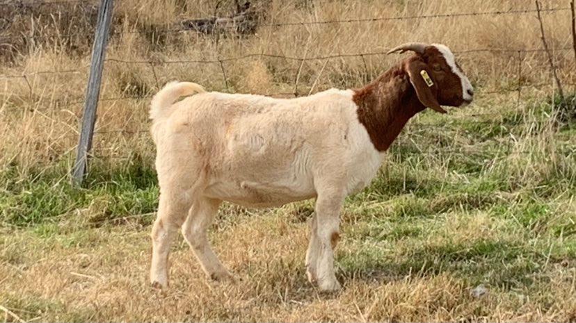 Lot 959 - 1 Goat - Doe | AuctionsPlus