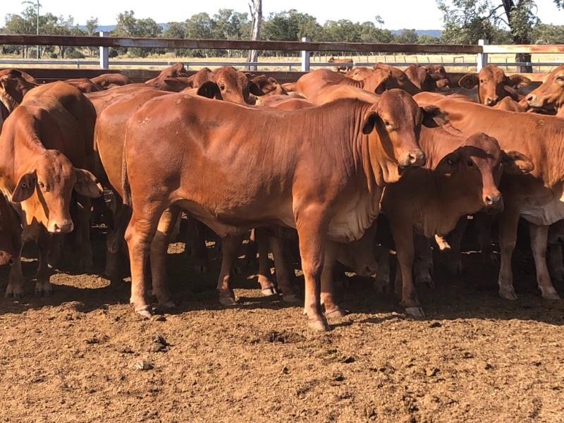 Lot 107 - 90 NSM Future Breeders | AuctionsPlus