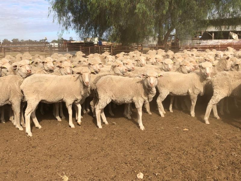 Lot 140 - 235 NSM Ewe Hoggets | AuctionsPlus