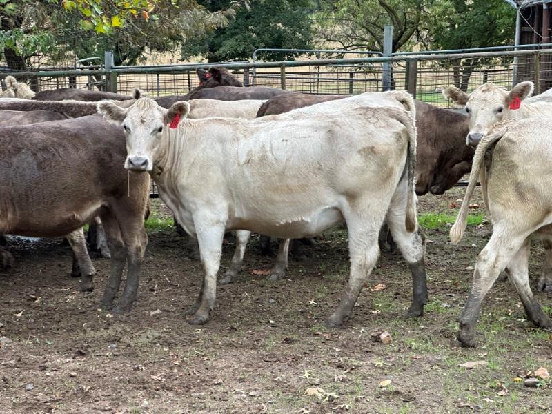 Lot 802 - 20 PTIC Heifers | AuctionsPlus