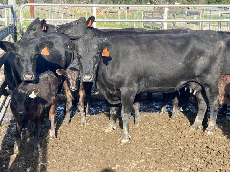 Lot 482 - 6 NSM Cows & 6 Calves | AuctionsPlus