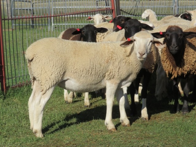 Lot 114 - 147 Future Breeder Ewe Lambs | AuctionsPlus