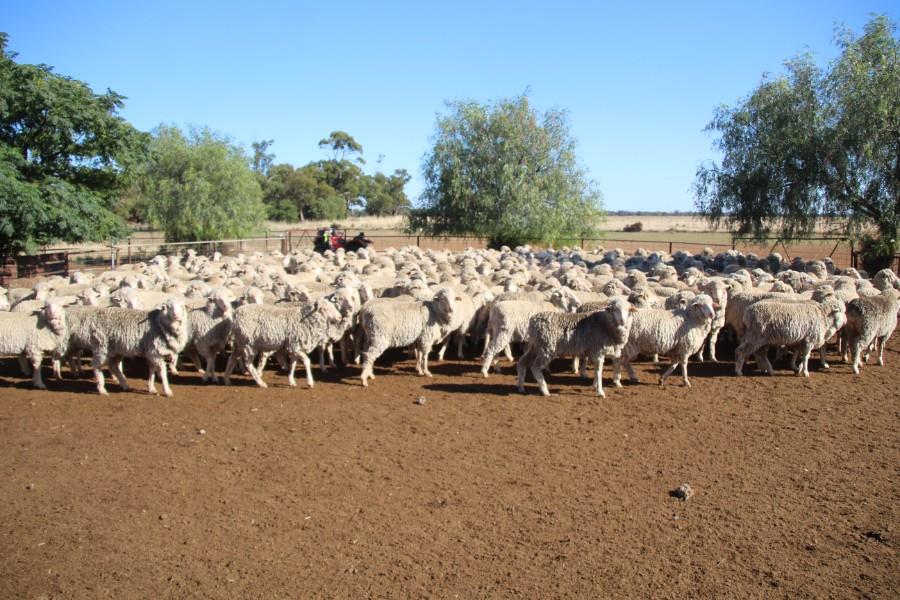 Lot 204 - 270 Future Breeder Ewe Hoggets | AuctionsPlus