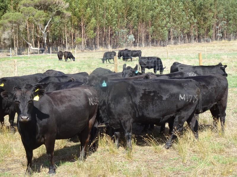 Lot 572 - 15 Slaughter Heifers and Cows | AuctionsPlus