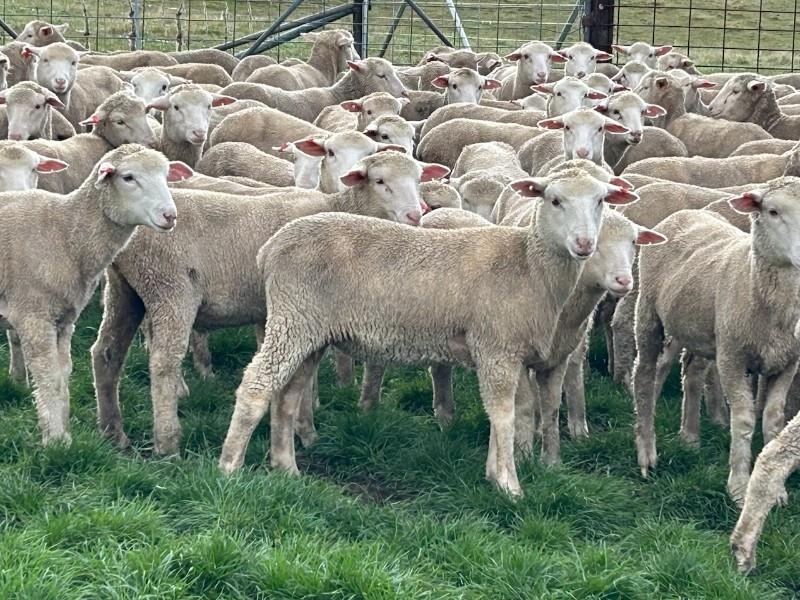 Lot 343 215 Mixed Sex Lambs Auctionsplus
