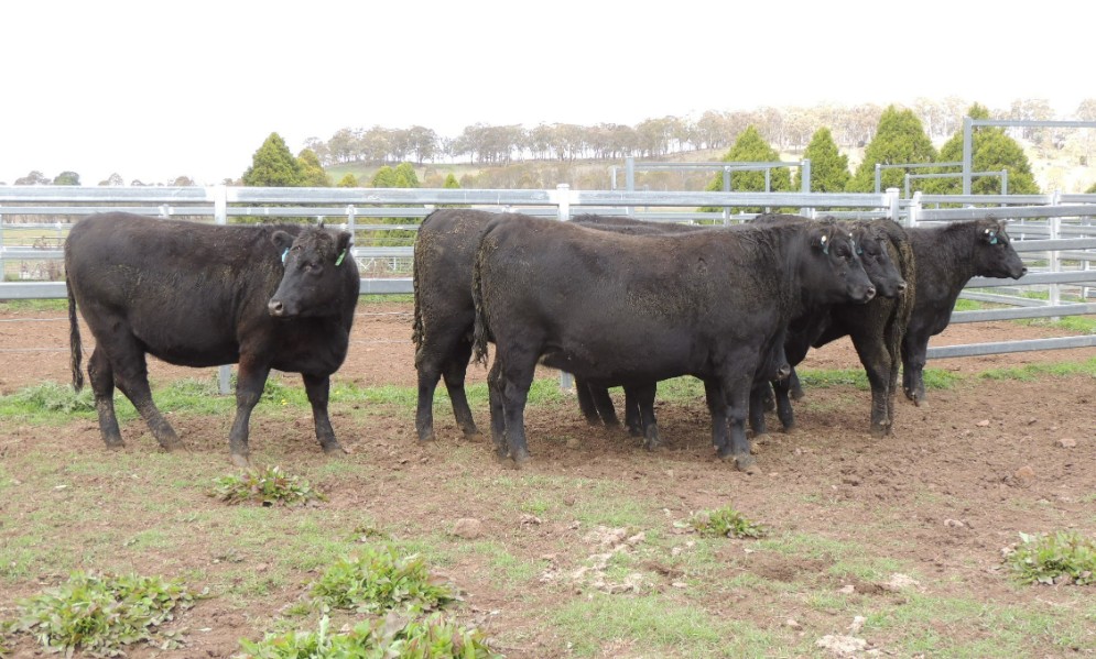 Lot 37 - 6 PTIC Heifers | AuctionsPlus
