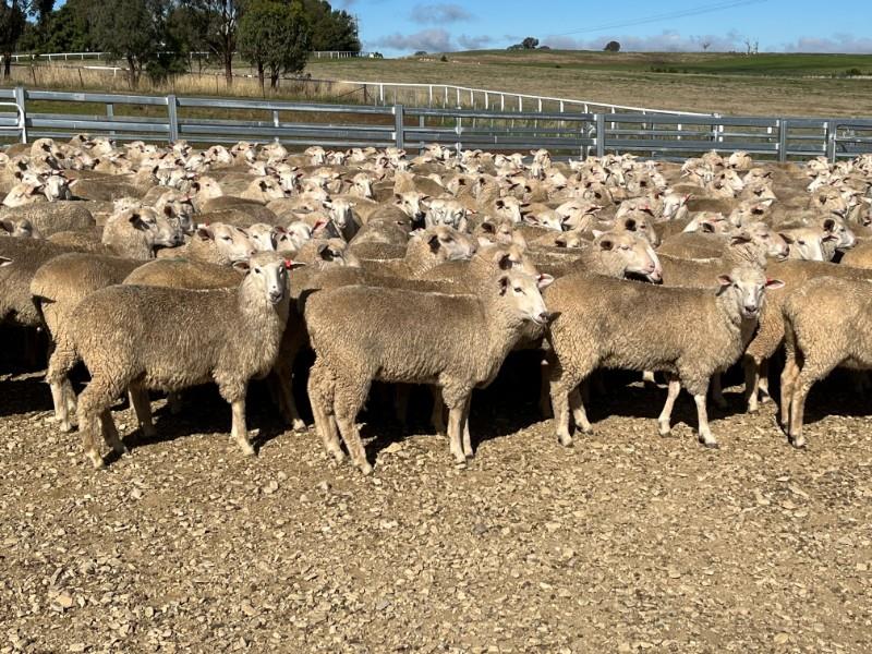 Lot 142 - 327 Future Breeder Ewe Lambs | AuctionsPlus