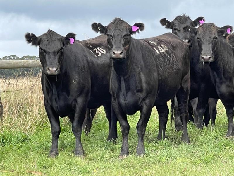 Lot 272 - 18 Station Mated Cows | AuctionsPlus