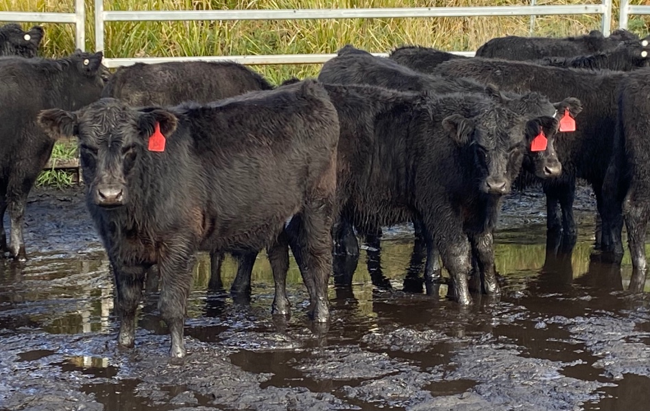 Lot 384 - 30 Unweaned Steers | AuctionsPlus