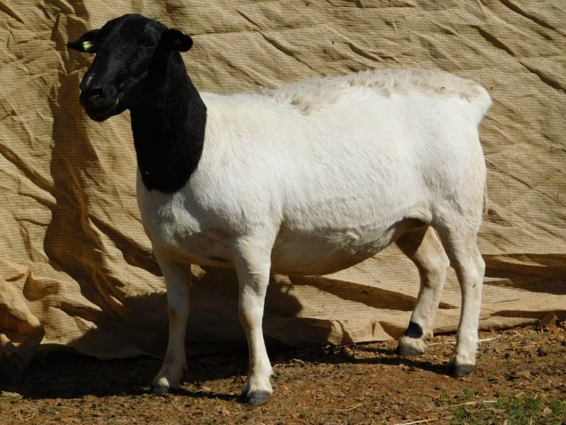 Lot 6 - 1 SIL Ewe | AuctionsPlus
