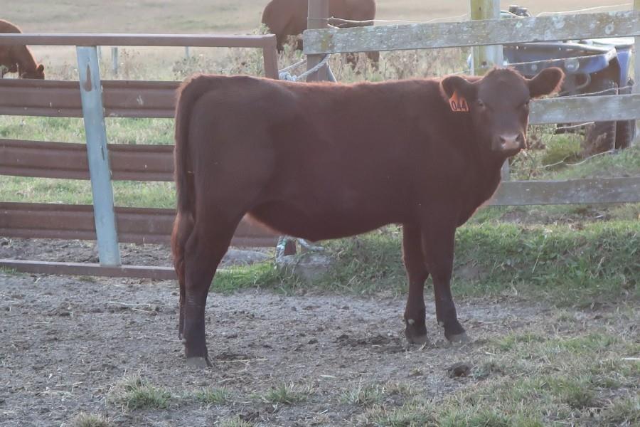 Lot 445 - 19 Unweaned Heifers | AuctionsPlus
