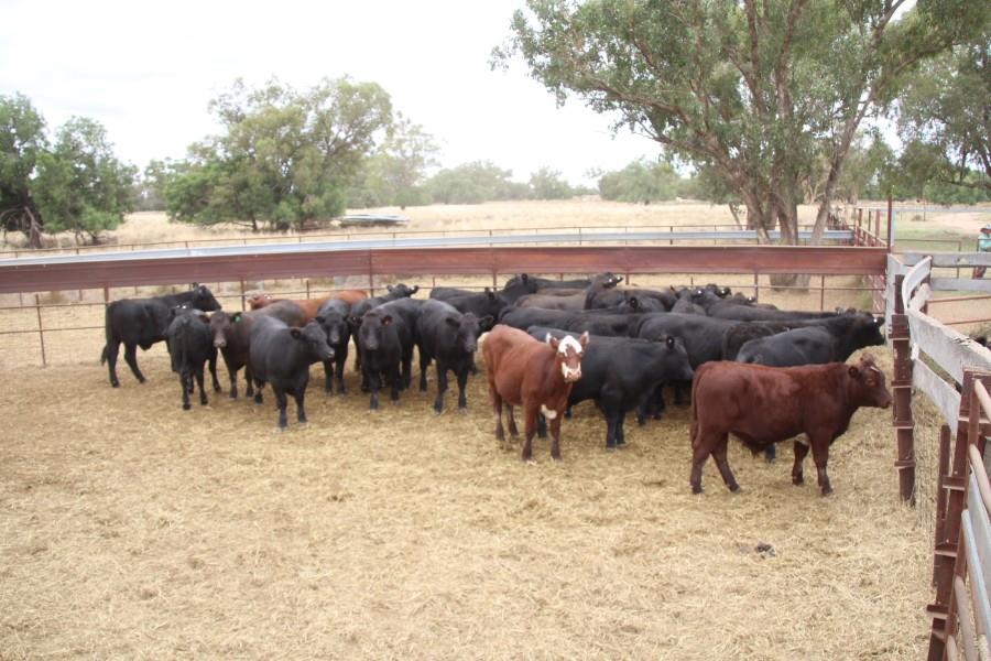 Lot 530 - 31 Steers | AuctionsPlus