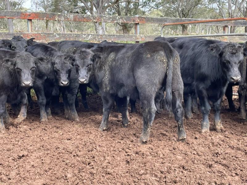 Lot 190 - 20 Unweaned Steers | AuctionsPlus