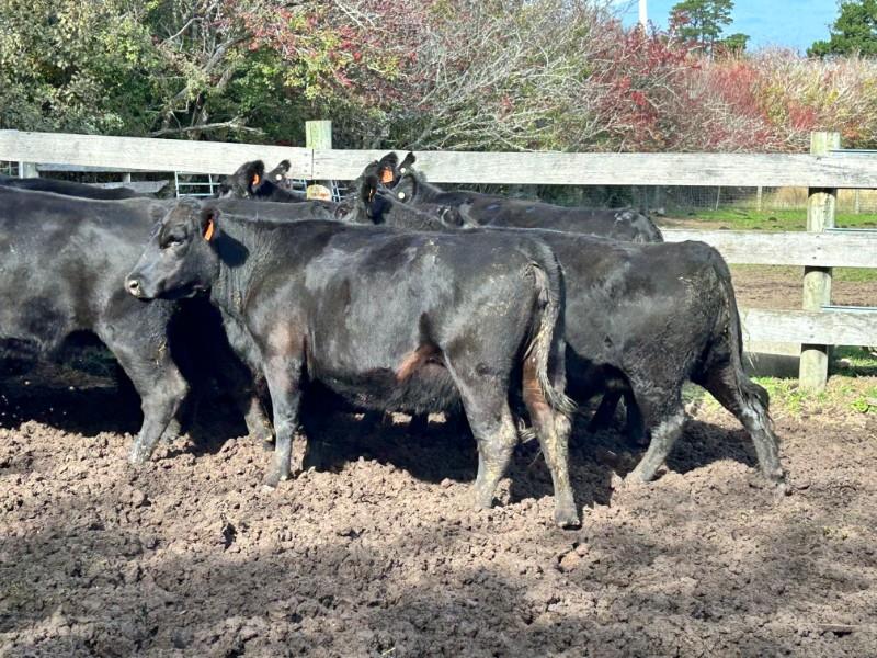 Lot 316 - 13 Station Mated Cows | AuctionsPlus