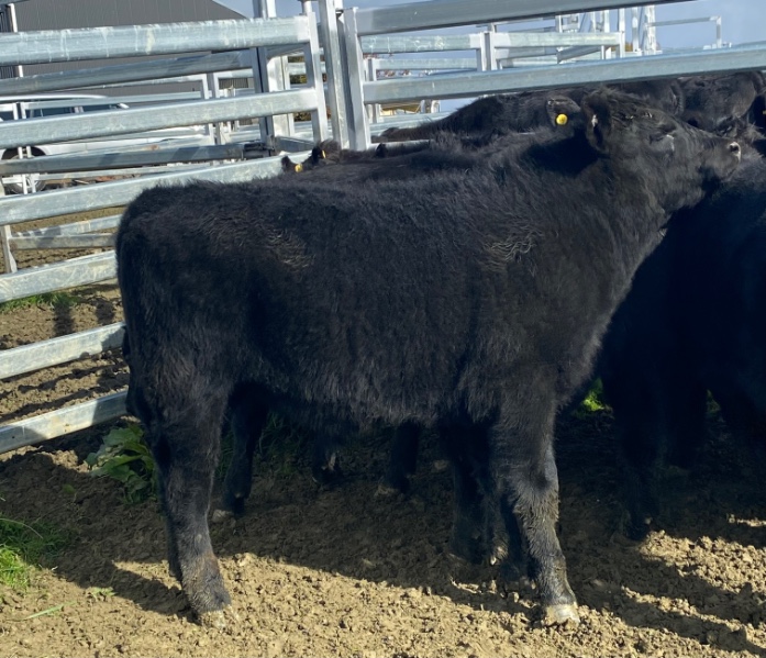 Lot 285 - 9 Steer Calves | AuctionsPlus