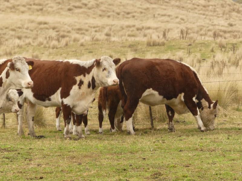 Lot 760 - 7 NSM Cows & 7 Calves | AuctionsPlus
