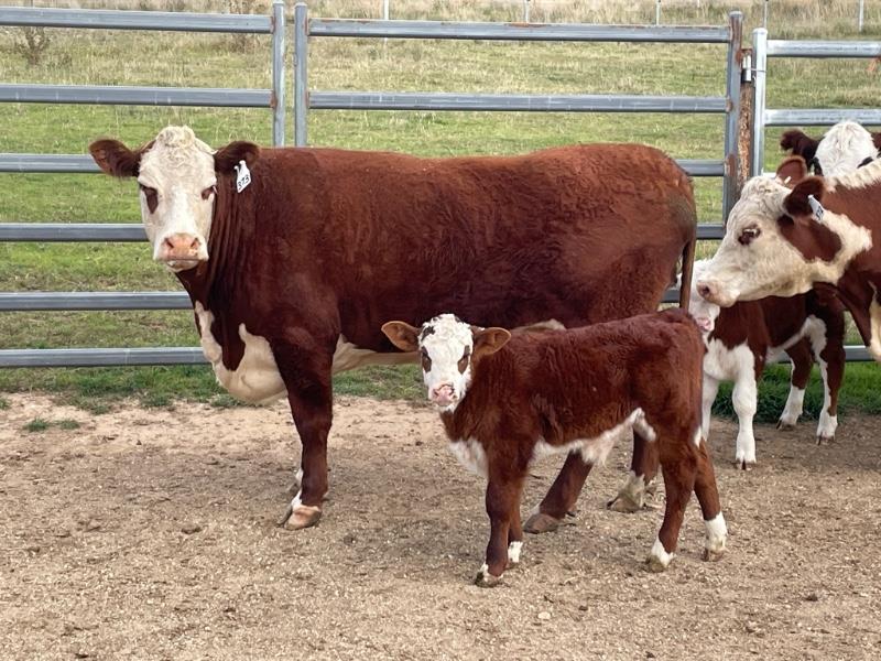 Lot 37 - 7 NSM Cows & 7 Calves | AuctionsPlus