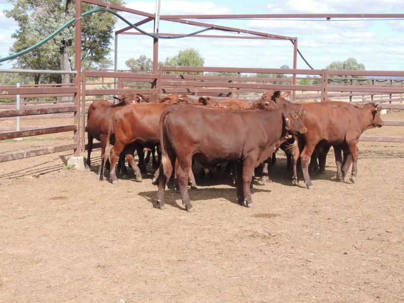 Lot 113 - 20 Backgrounder Steers | AuctionsPlus