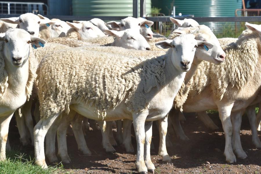 Lot 104 - 32 Station Mated Ewe Hoggets | AuctionsPlus