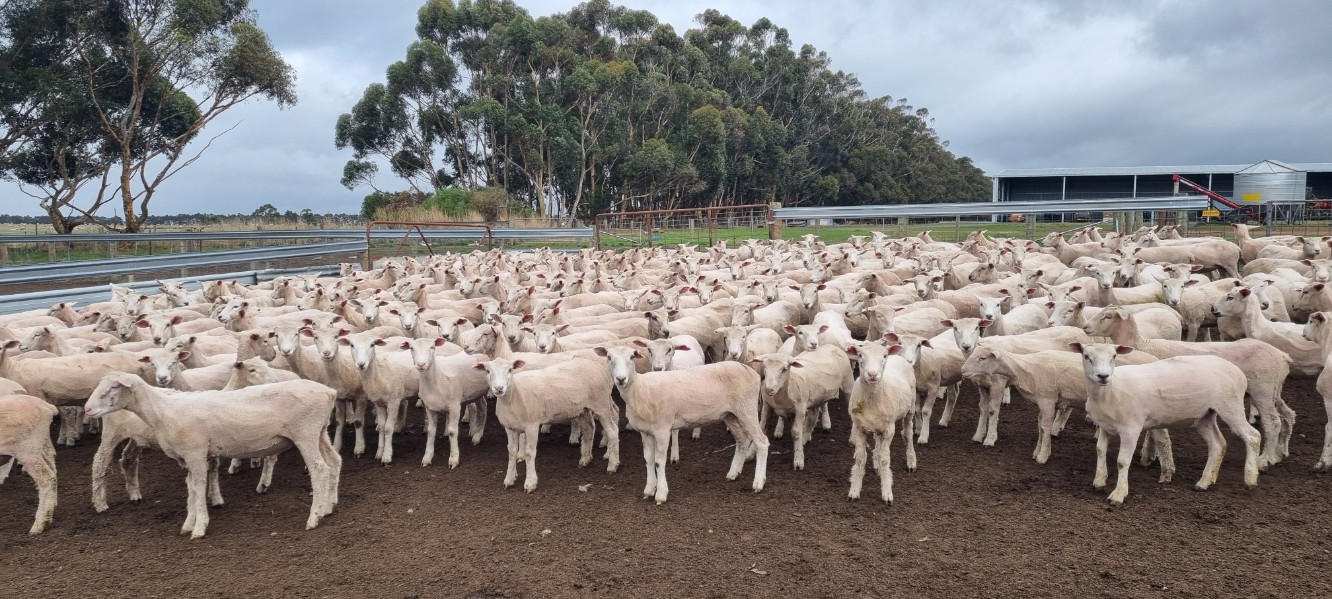 Lot 881 660 Mixed Sex Lambs Auctionsplus