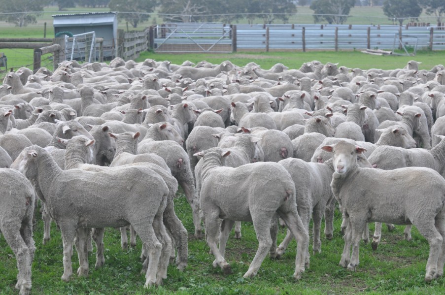 Lot 534 - 250 Future Breeder Ewe Lambs | AuctionsPlus