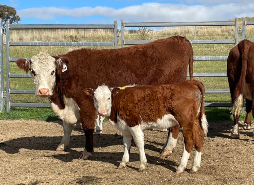 Lot 39 - 5 NSM Cows & 5 Calves | AuctionsPlus