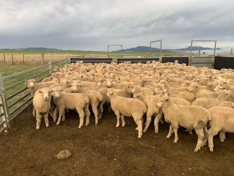 Lot 406 478 Mixed Sex Lambs Auctionsplus