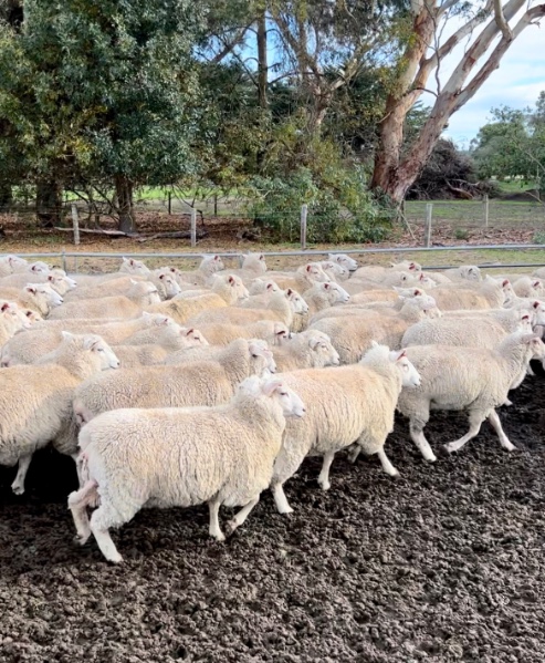 Lot 638 - 210 SIL Ewe Lambs | AuctionsPlus