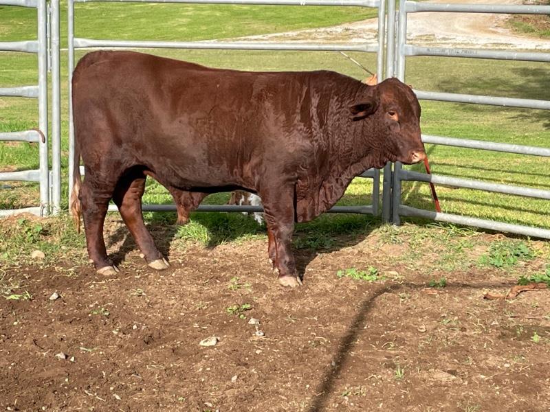 Lot 835 - 1 Bull | AuctionsPlus