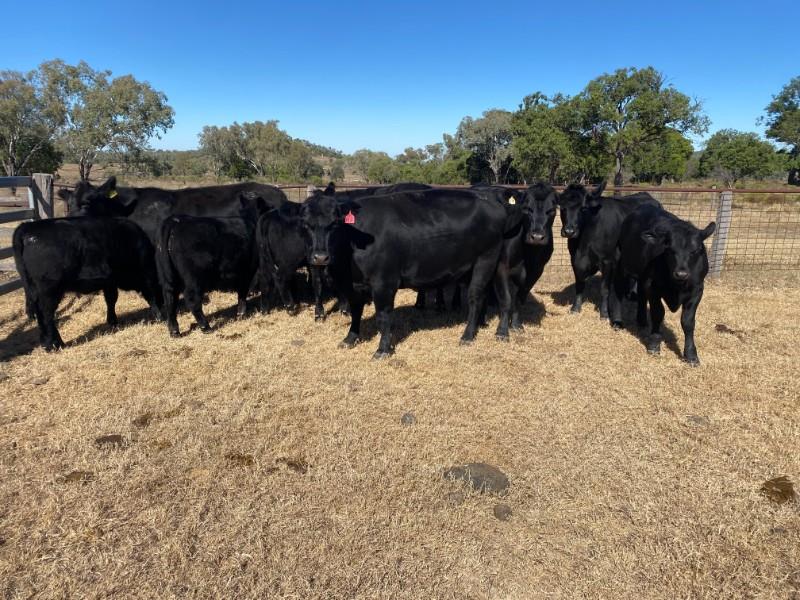 Lot 114 - 5 PTIC Cows & 5 Calves | AuctionsPlus