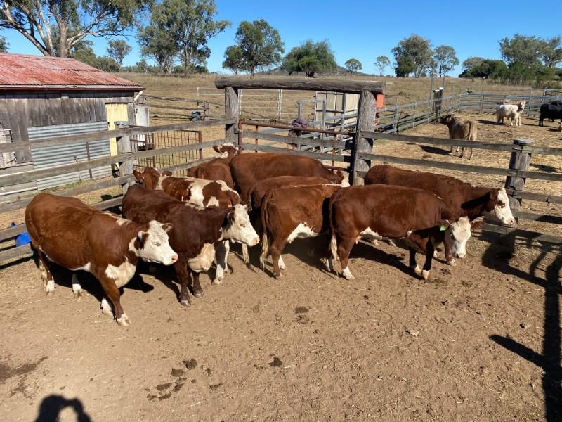 Lot 113 - 9 PTIC Cows & 9 Calves | AuctionsPlus
