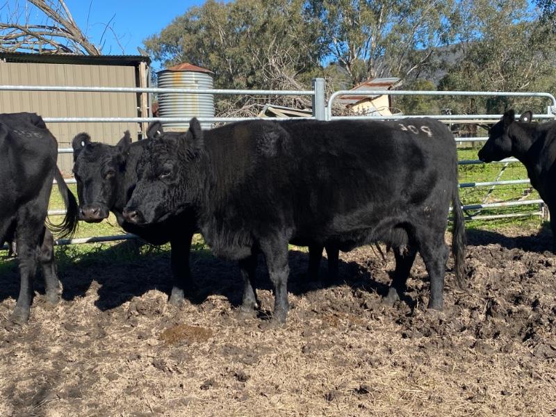 Lot 624 - 5 Station Mated Cows & 5 Calves | AuctionsPlus