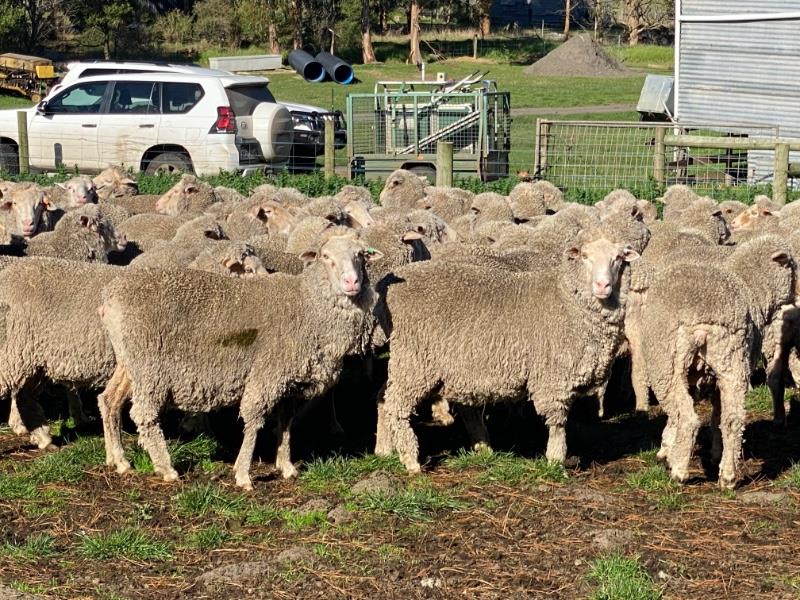 Lot 622 - 181 SIL Ewes | AuctionsPlus