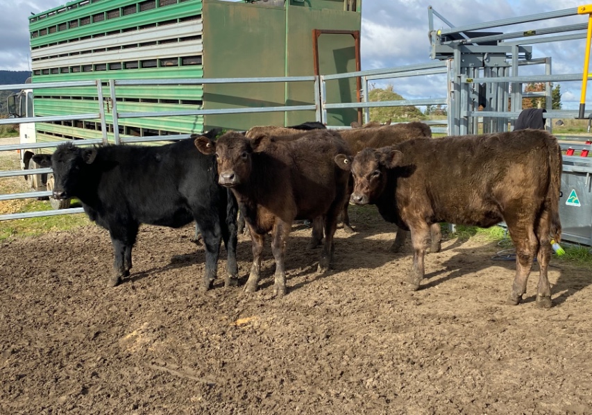 Lot 930 - 6 Weaned Heifers | AuctionsPlus