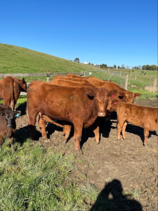 Lot 2 - 7 NSM Heifers & 7 Calves | AuctionsPlus