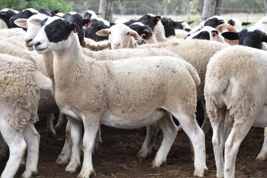Lot 715 - 580 Future Breeder Ewe Lambs | AuctionsPlus