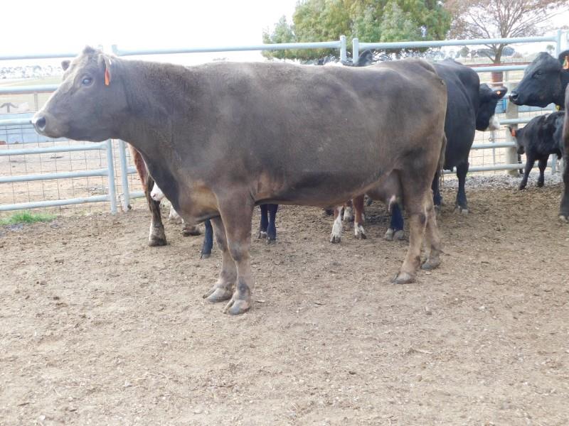 Lot 605 - 7 Station Mated Cows & 7 Calves | AuctionsPlus
