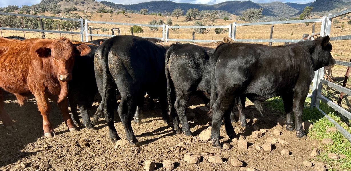 Lot 158 - 32 Unweaned Steers | AuctionsPlus