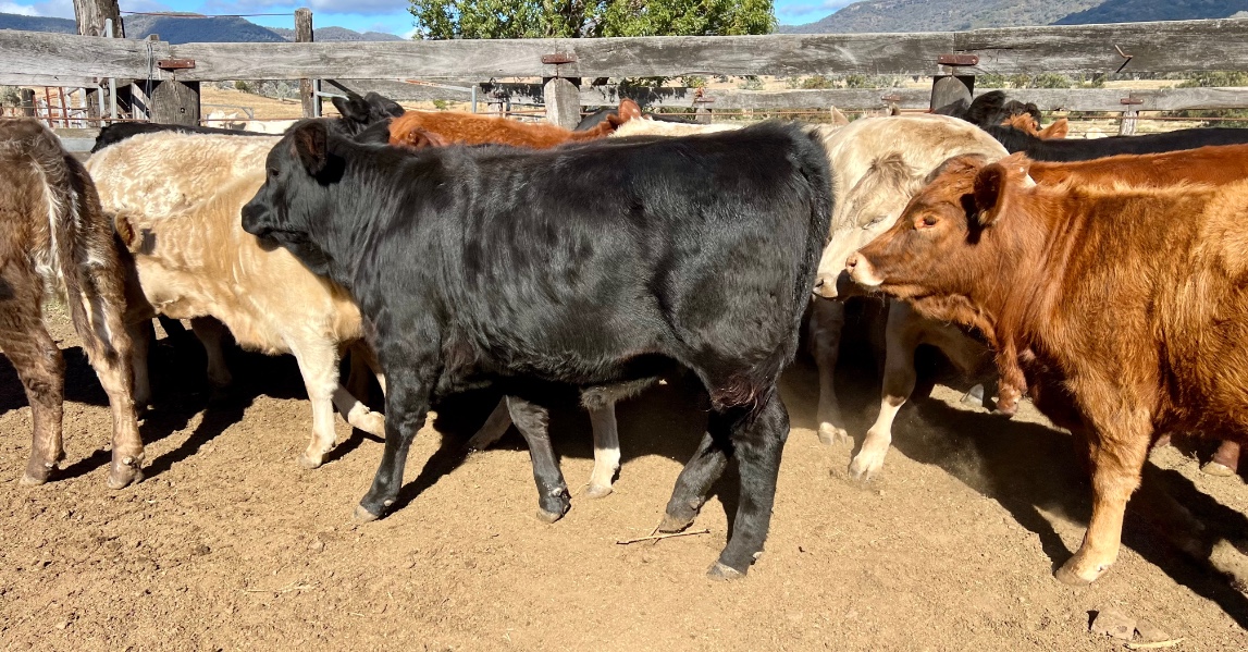 Lot 159 - 24 Unweaned Heifers | AuctionsPlus
